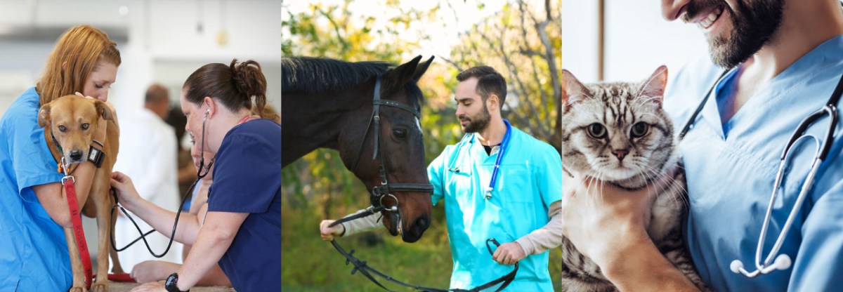 Private Veterinary Clinics – ARE YOU A MEDICAL PROFESSIONAL?